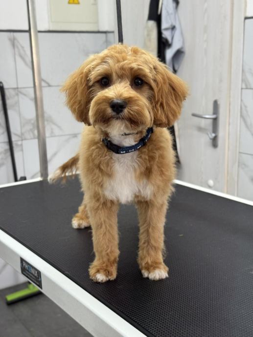 Cavapoo - samček za paritev, parjenje