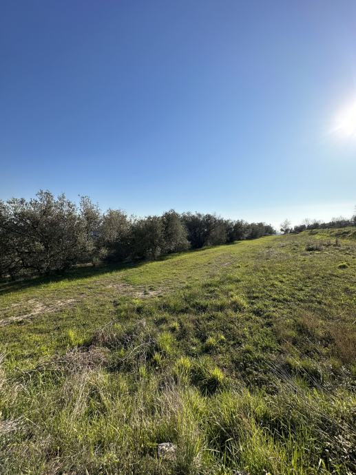 Korte nad Izolo, Prodamo oljčni nasad / kmetijsko zemljišče 3528 m2