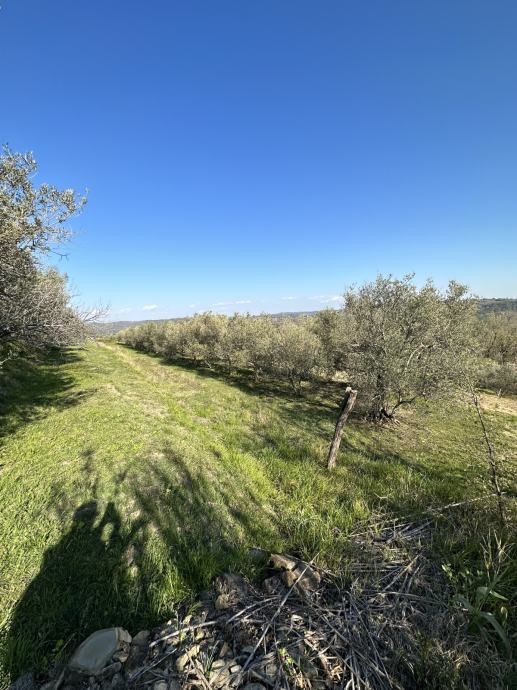 Korte nad Izolo, Prodamo oljčni nasad / kmetijsko zemljišče 3528 m2