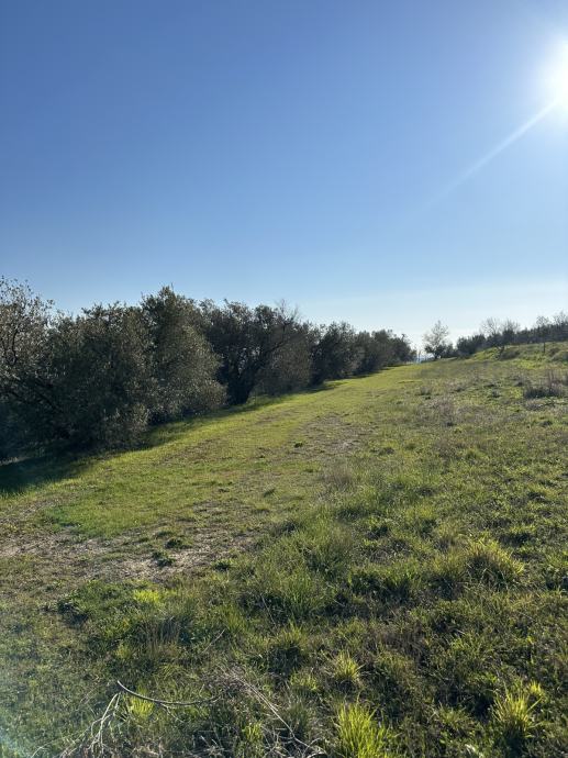 Korte nad Izolo, Prodamo oljčni nasad / kmetijsko zemljišče 3528 m2