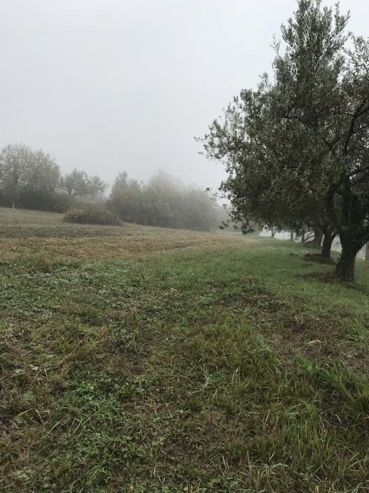 Korte nad Izolo, Prodamo oljčni nasad / kmetijsko zemljišče 3528 m2