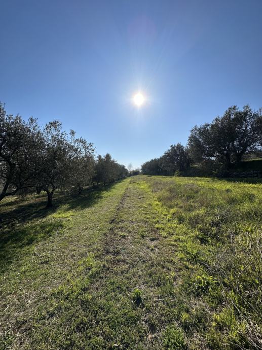 Korte nad Izolo, Prodamo oljčni nasad / kmetijsko zemljišče 3528 m2