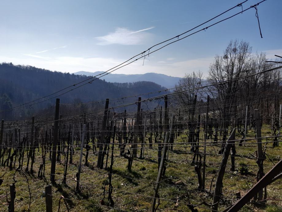 Posest, Spodnjeposavska, Sevnica, Ledina , nezazidljivo, 5600 m2,