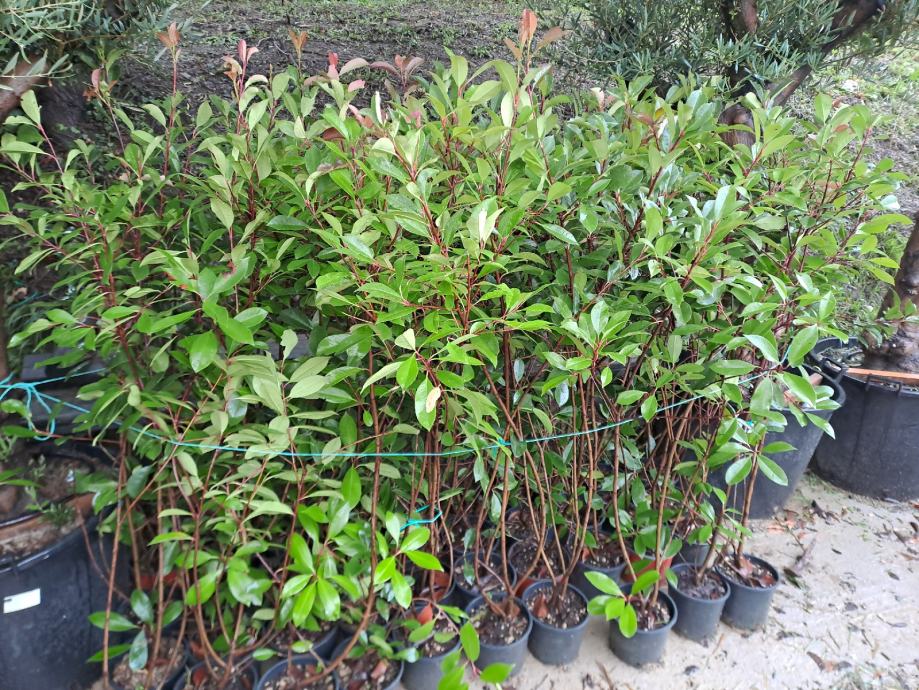 A KLASA FOTINIJA, Photinia Rdeča živa meja.0.50-1.i70m višine