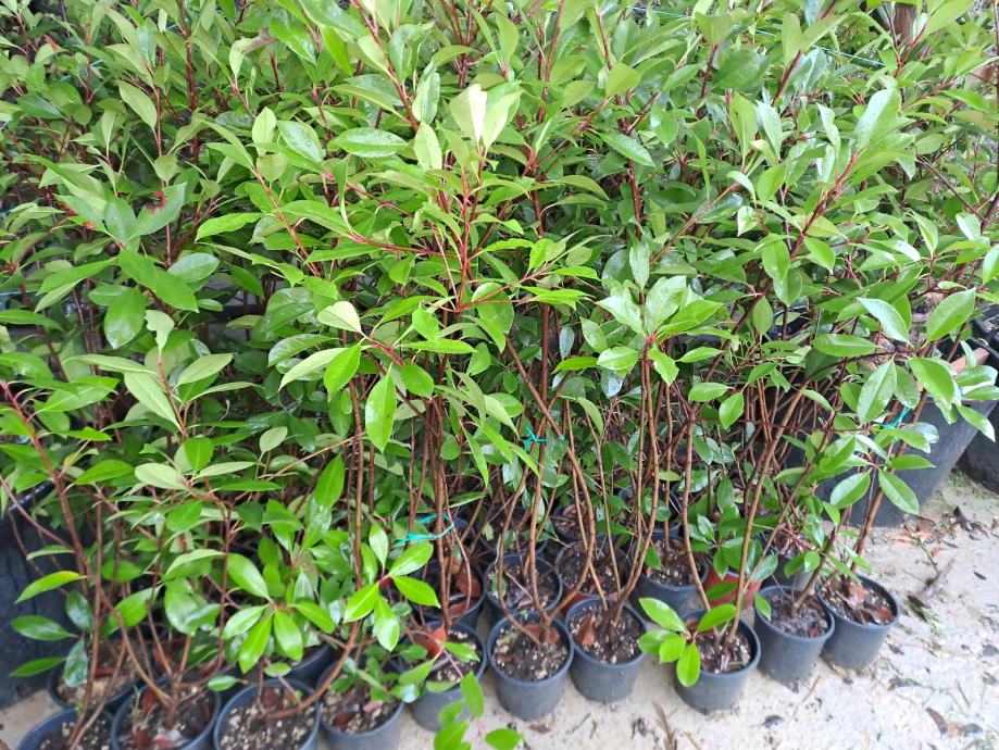 A KLASA FOTINIJA, Photinia Rdeča živa meja.0.50-1.i70m višine