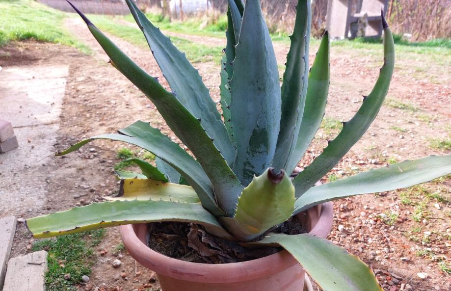 Agava, rastlina agave.