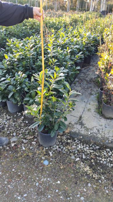 AKCIJA Lovorikovec za živo mejo Laurus Prunus 1m