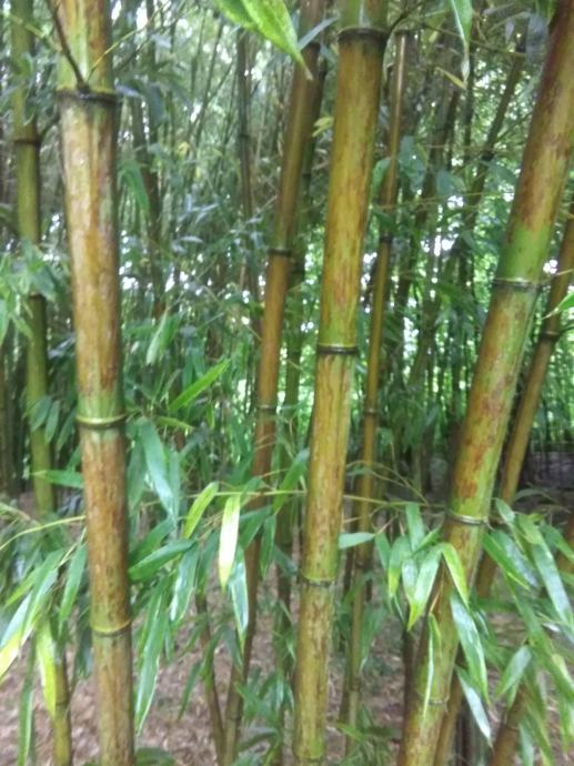 BAMBUS- BAMBUSOV VRT