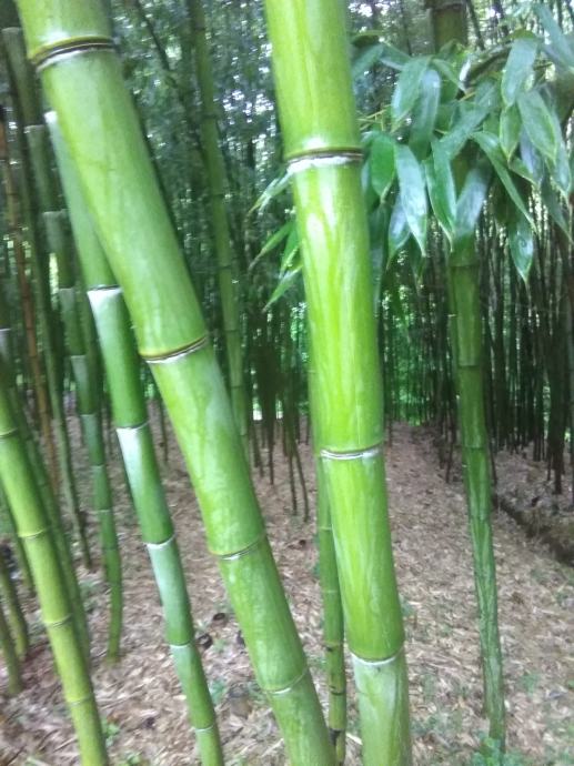 BAMBUS- BAMBUSOV VRT