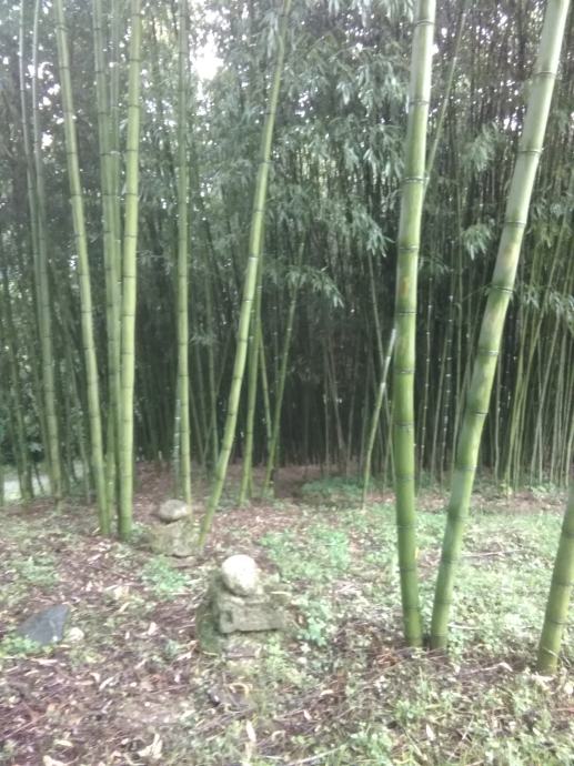 BAMBUS- BAMBUSOV VRT