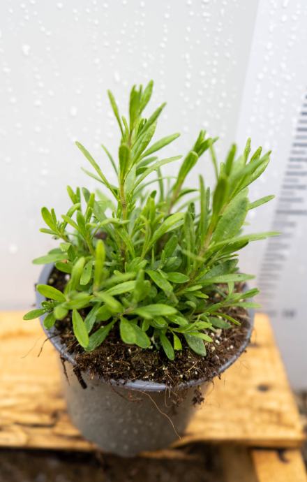 Bela Sivka, Lavandula a. Valence Dark Violet P12