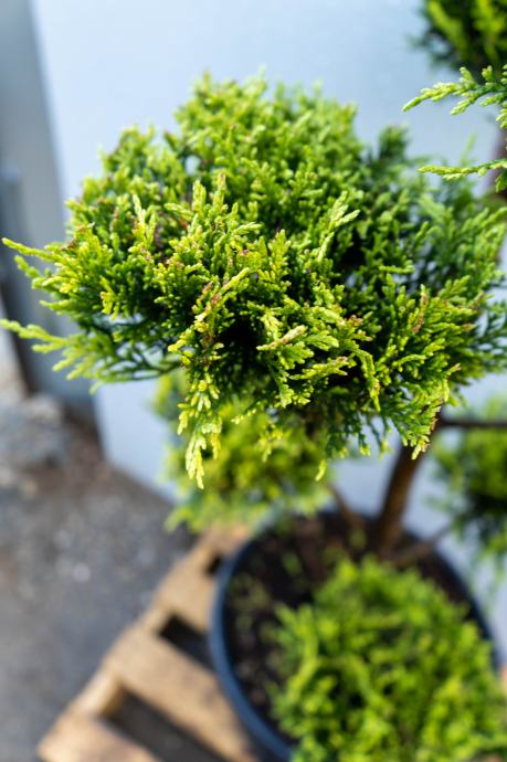 Bonsai Pacipresa, Cupressocyparis l. Castlewellan 125-150cm
