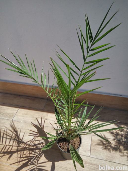 Kanarska dateljnova palma (Phoenix Canariensis)