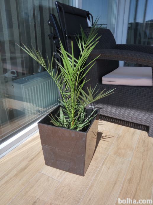 Kanarska dateljnova palma (Phoenix Canariensis)