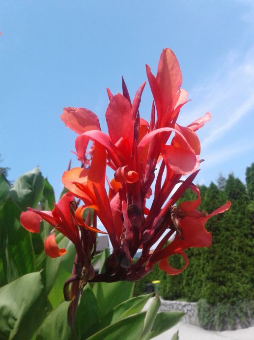 KANE, JUKE RUMENE , RDEČE ORANŽNE