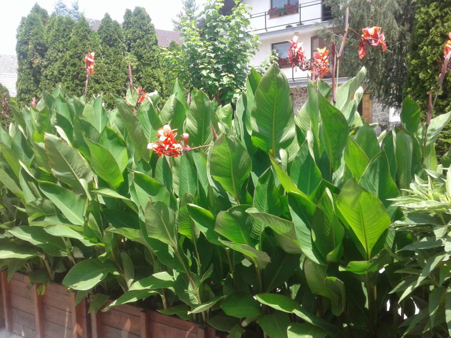 KANE, JUKE RUMENE , RDEČE ORANŽNE