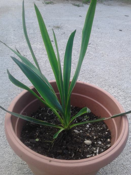 KANE, JUKE RUMENE , RDEČE ORANŽNE