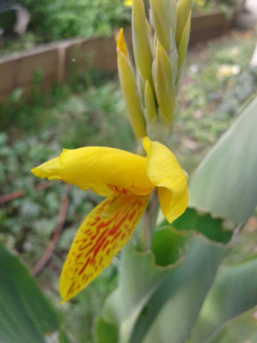 KANE, JUKE RUMENE , RDEČE ORANŽNE