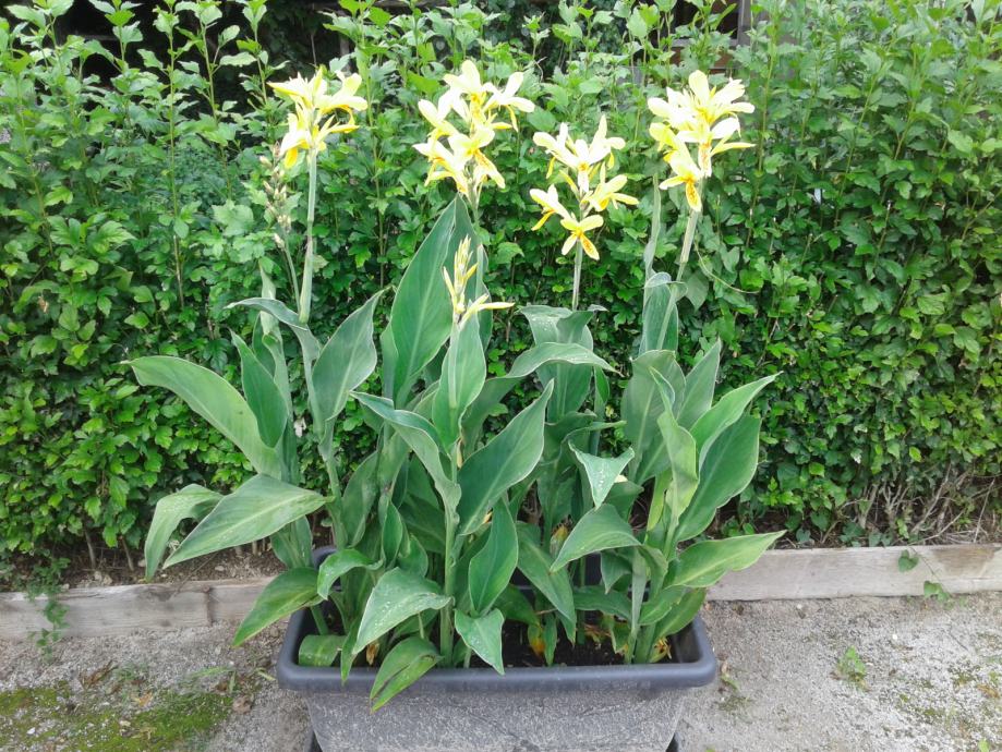 KANE, JUKE RUMENE , RDEČE ORANŽNE