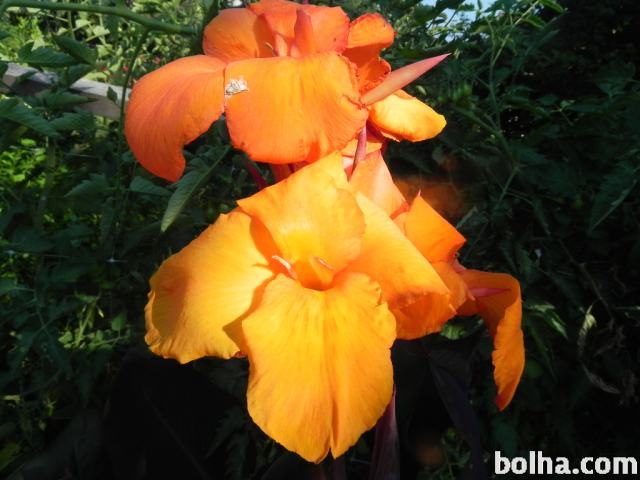 KANE, JUKE RUMENE , RDEČE ORANŽNE