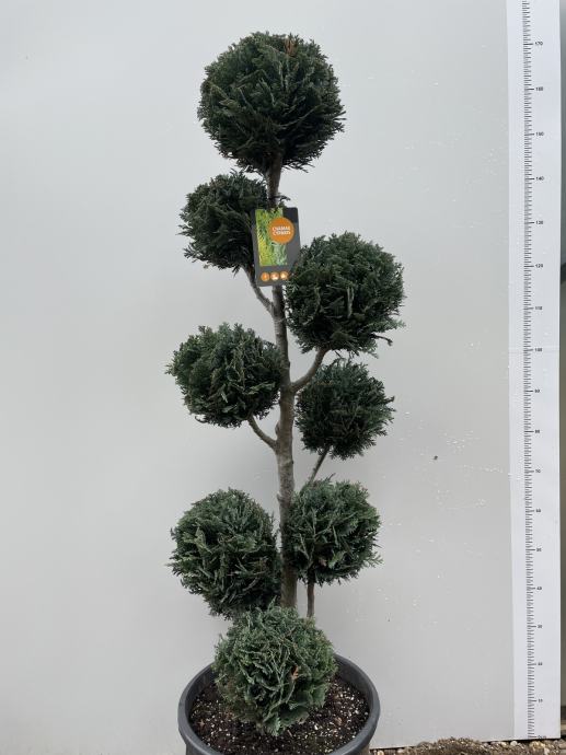 Lawsonova pacipresa bonsai oblika Chamaecyparis l. Pelt’s Blue 160cm