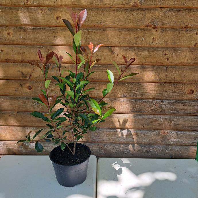 LOVORIKOVEC, FOTINIJE, AKCIJA