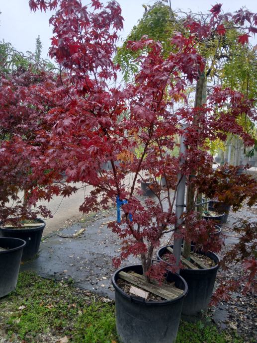 Okrasne rastline veleprodajne cene, na večje količine dobava gratis