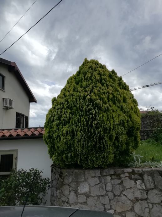 okrasno drevo grmovje