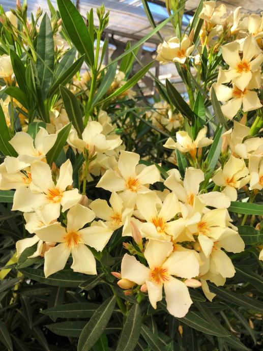 OLEANDER ORANŽNE BARVE, RUMENE BARVE
