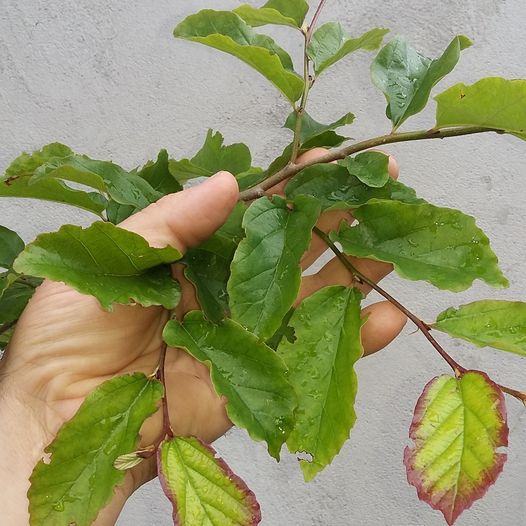 Perzijska bukev aii parocija (Parrotia persica), Majšperk