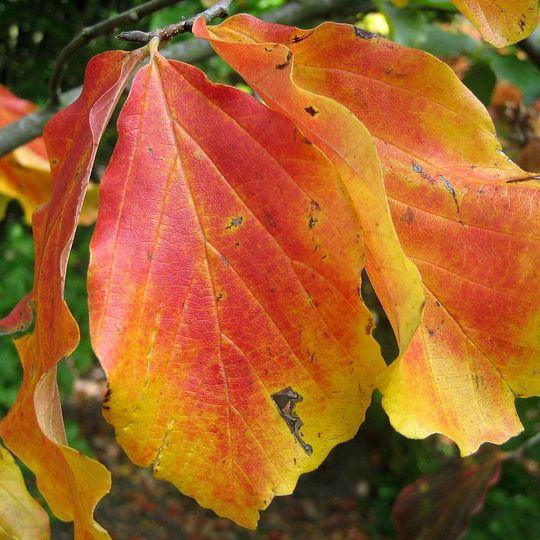 Perzijska bukev aii parocija (Parrotia persica), Majšperk