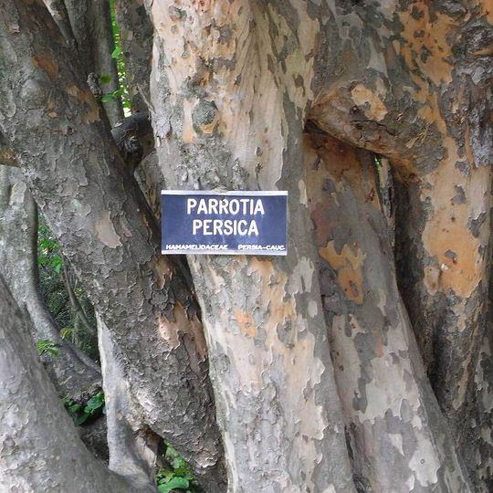 Perzijska bukev aii parocija (Parrotia persica), Majšperk