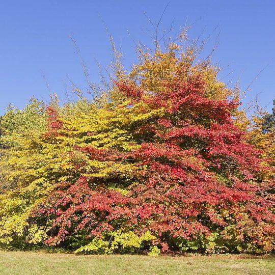 Perzijska bukev aii parocija (Parrotia persica), Majšperk