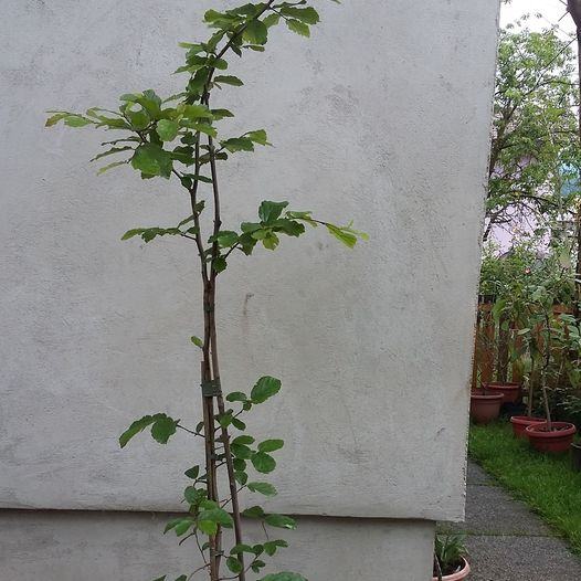 Perzijska bukev aii parocija (Parrotia persica), Majšperk