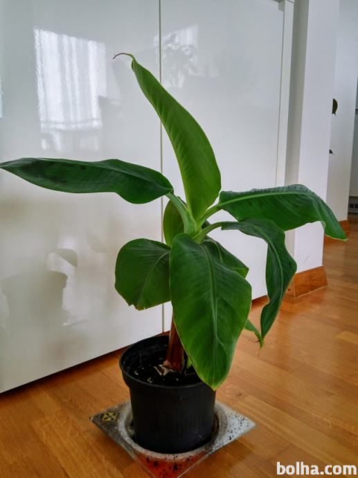 rastlina Bananovec Musa