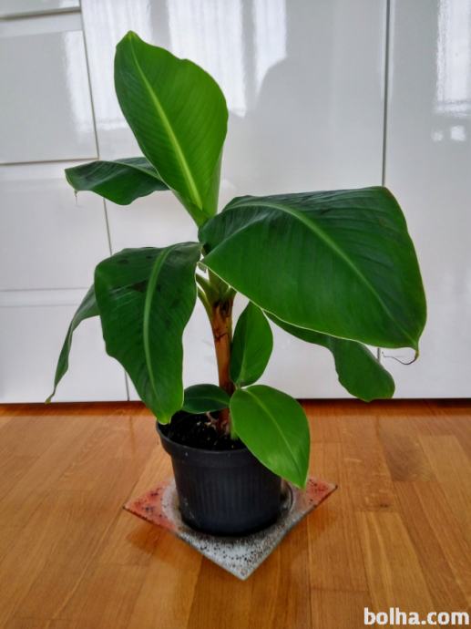 rastlina Bananovec Musa