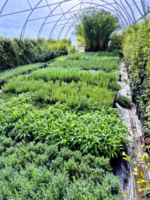 rastline okrasne rastline...