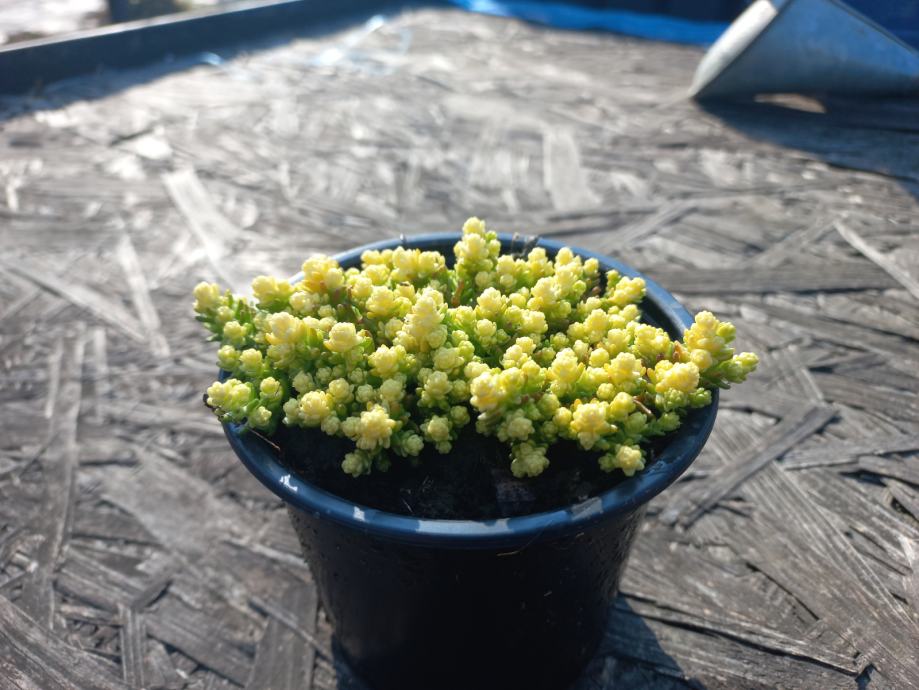 Sedum acre Aureum - homulica