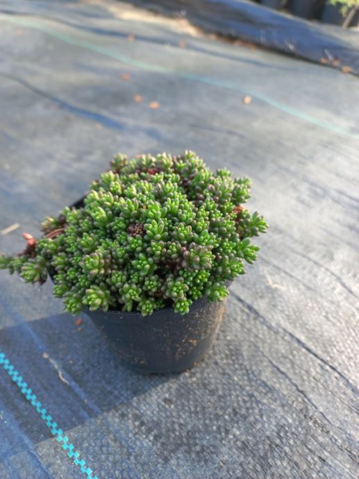Sedum acre - homulica