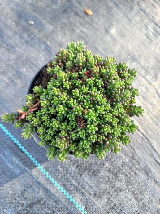 Sedum acre - homulica