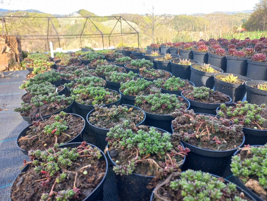 Sedum acre - homulica