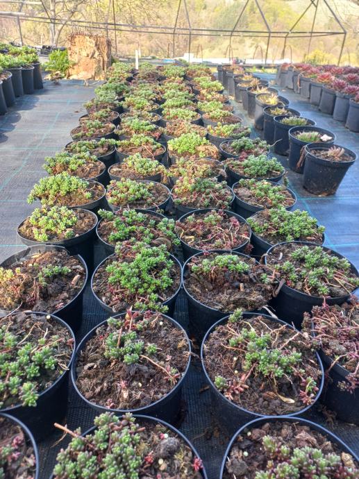 Sedum acre - homulica