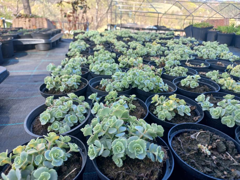 Sedum sieboldii - homulica