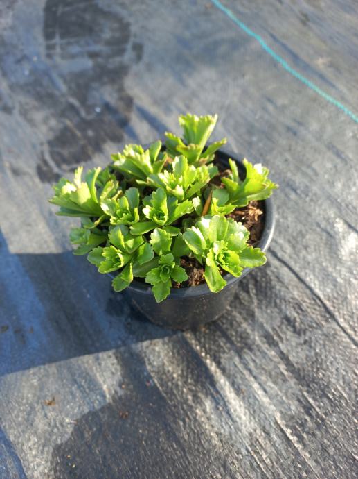 Sedum spurium - homulica