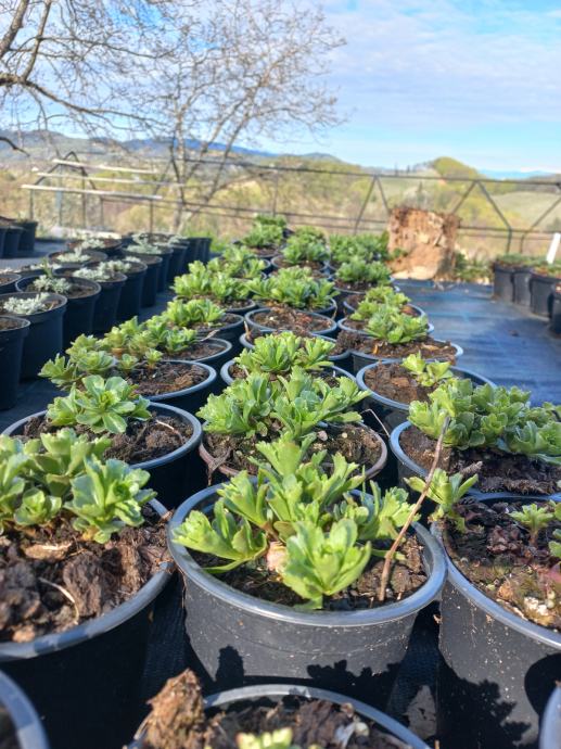 Sedum spurium - homulica