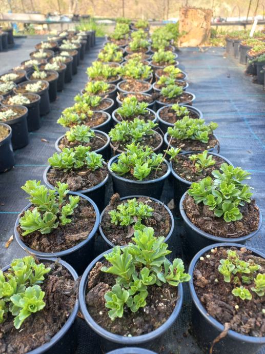 Sedum spurium - homulica