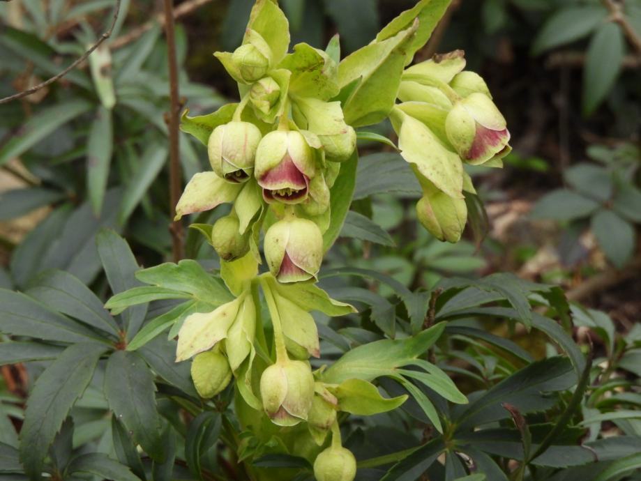 Smrdljivi teloh - Helleborus foetidus