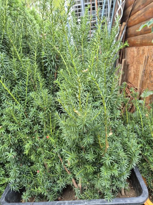 Stebričasta TISA (Taxus baccata)