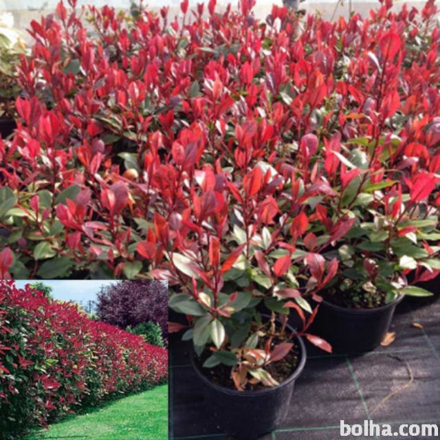 VELEPRODAJNE CENE...FOTINIJA REDROBIN, 1m+photinia za živo rdečo mejo