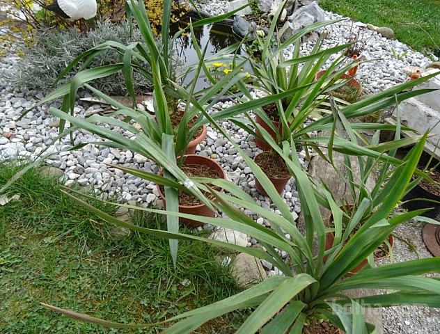 YUCCA, JUKA - ZUNANJA TRAJNICA , 30 cm sadika